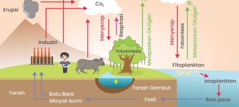Daur Karbon Oksigen: Napas Makhluk Hidup di Alam - Study Inca